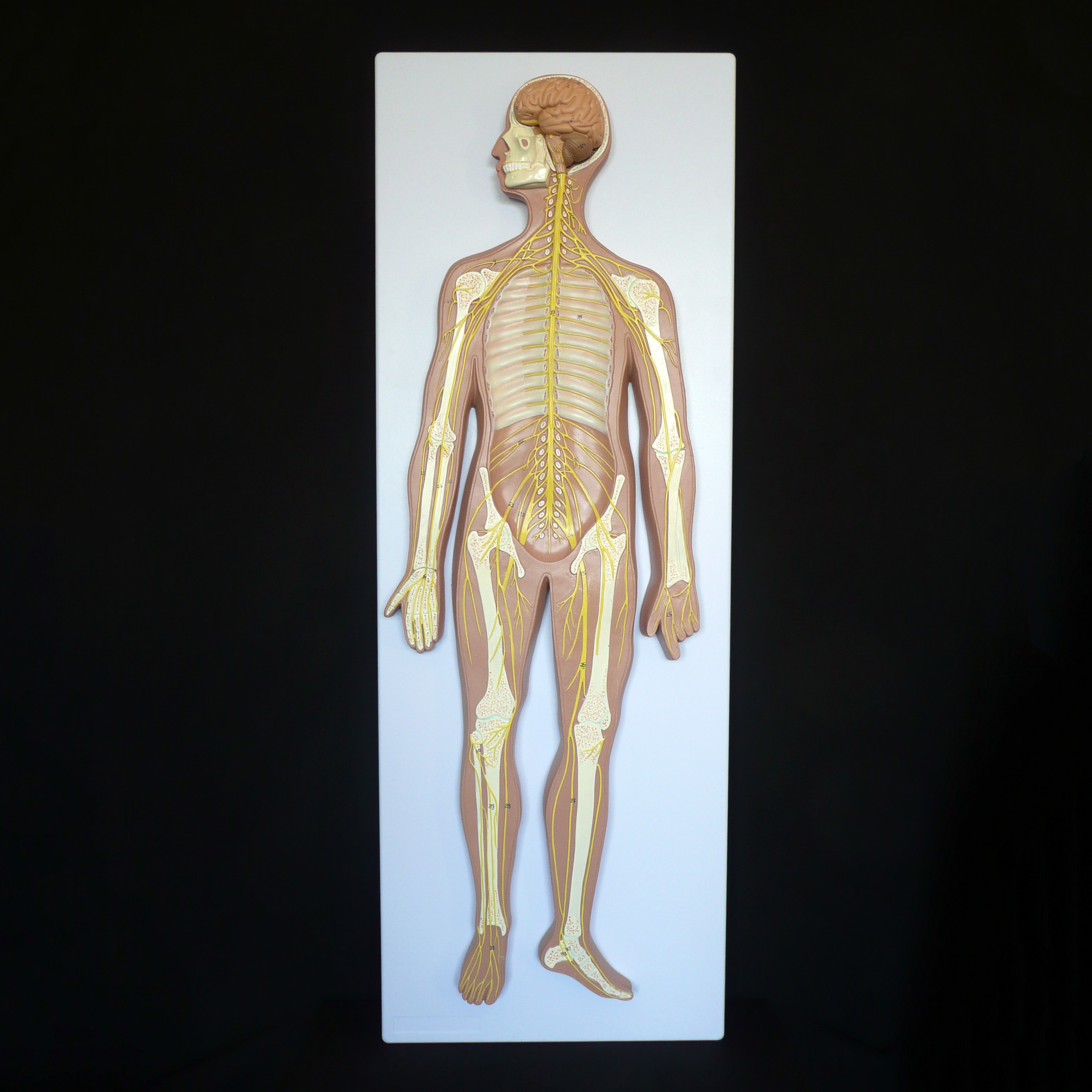 Anatomical Human Nervous System Model | Head and Throat Anatomy – Store ...