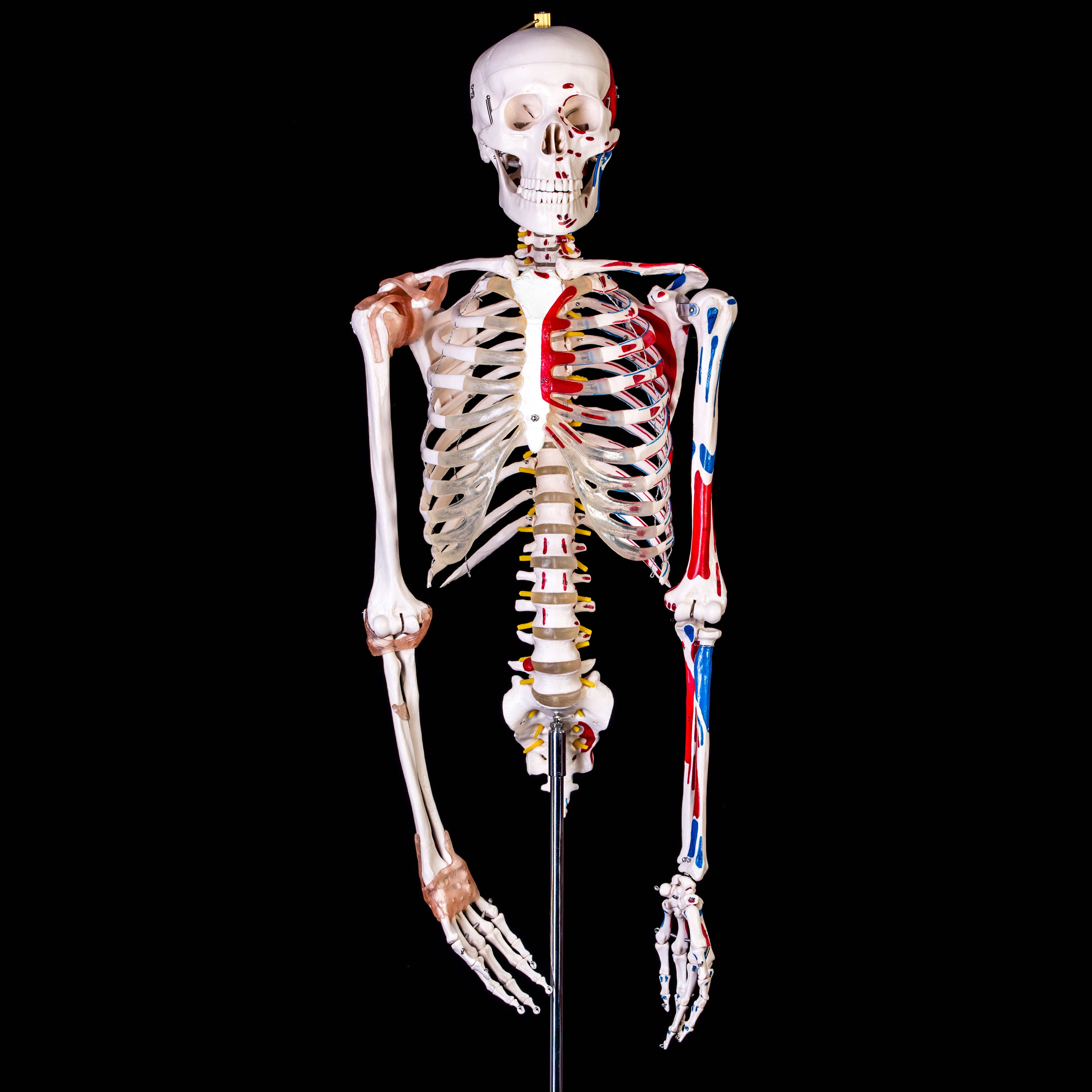 Advanced 180cm Tall Life-Size Human Anatomical Skeleton Model with ...