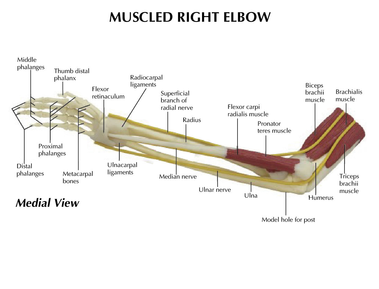 Anatomical Human Advanced Elbow Joint Muscle Arm Model | Joints ...