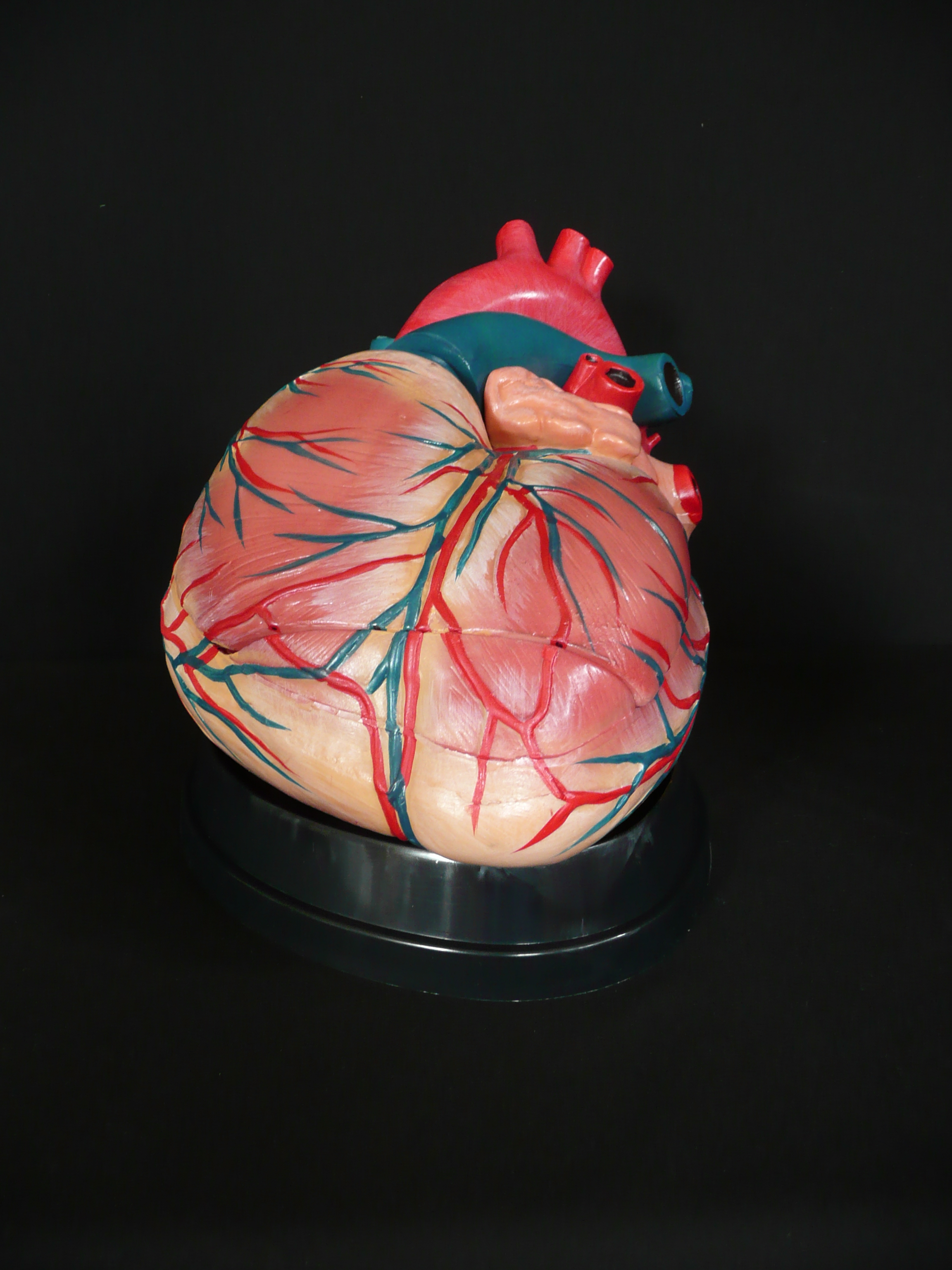 Advanced Anatomical Human Giant Heart Model | Heart and Lung Models ...