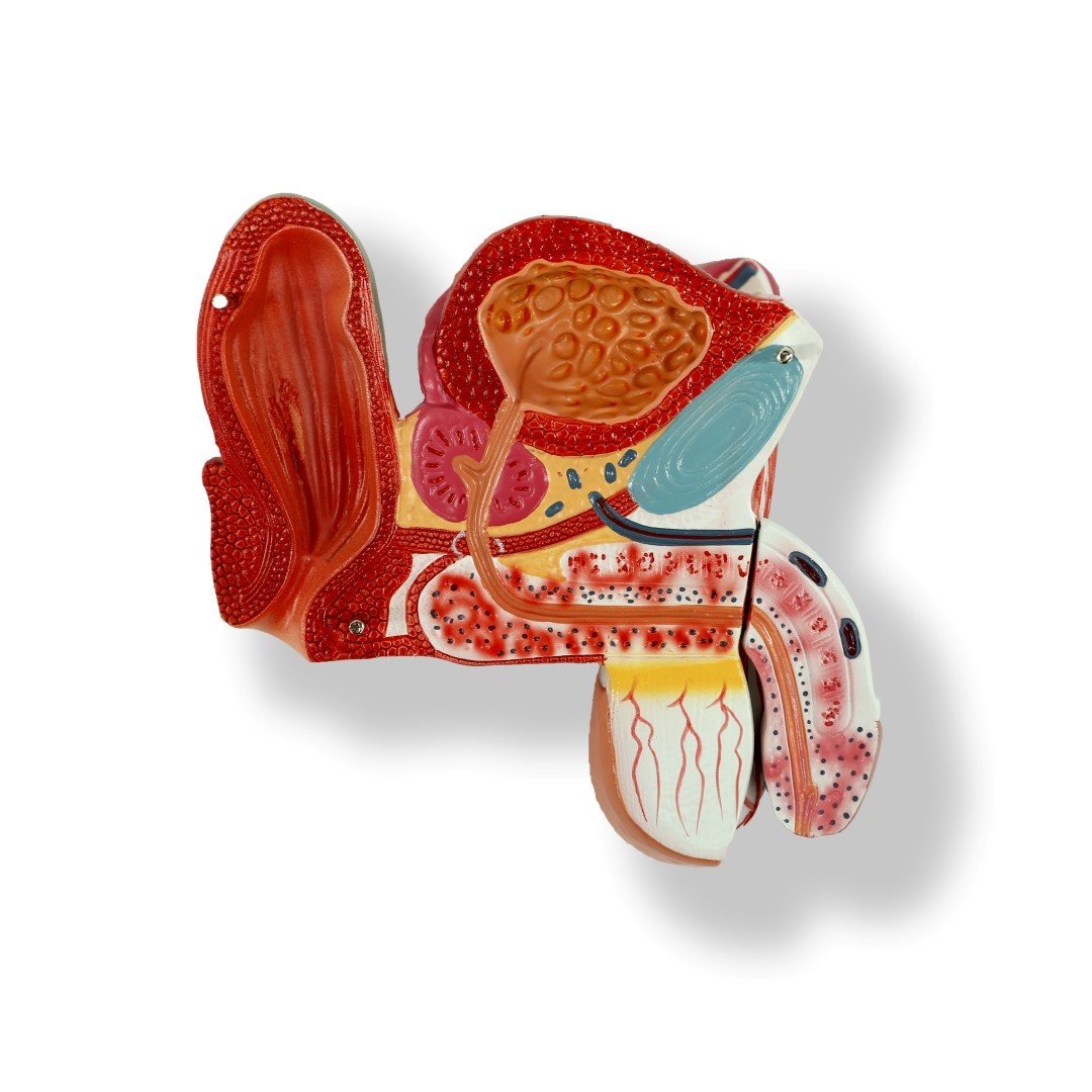 Anatomical Human Male Pelvic Section Model | Male Anatomy – Store ...