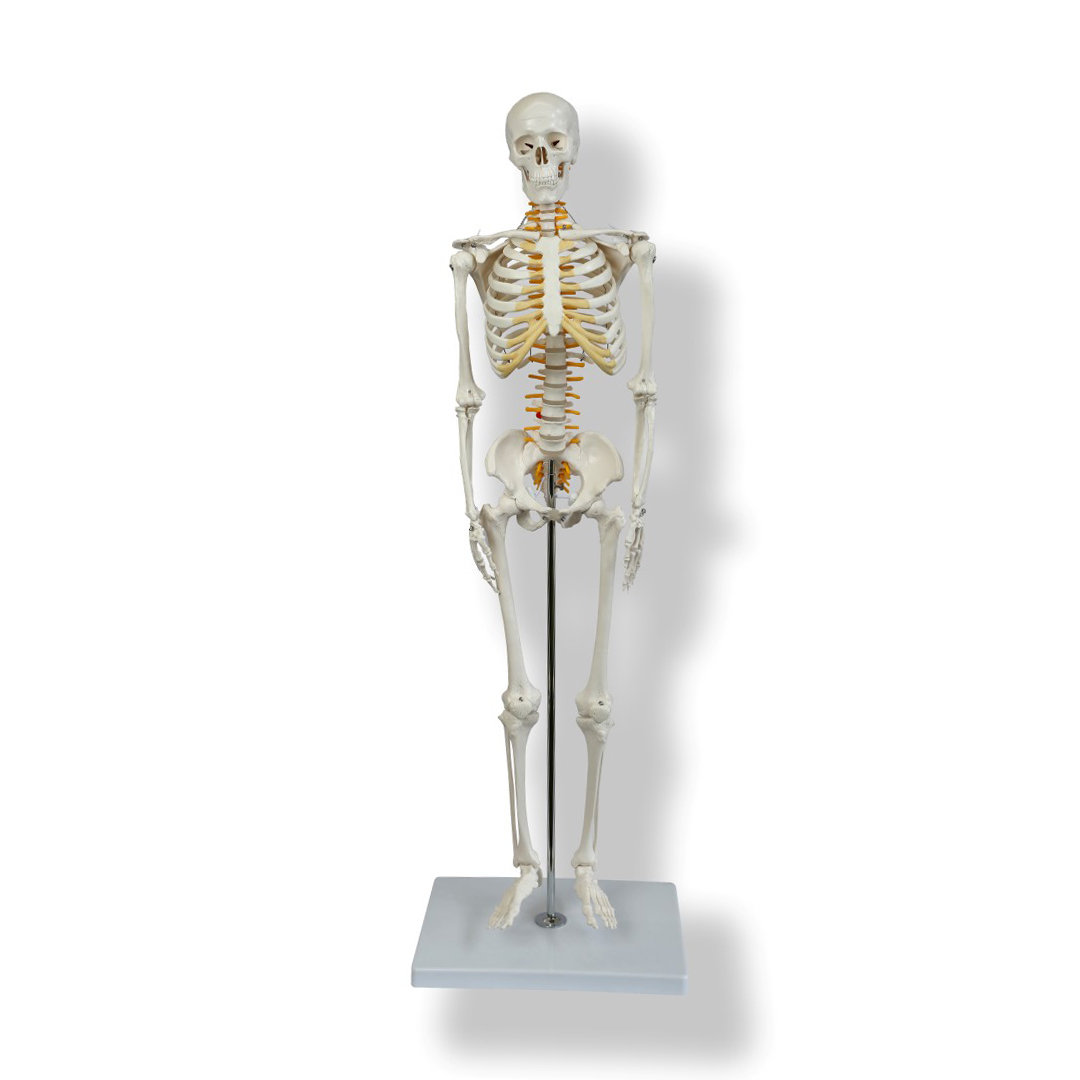 85cm Tall Anatomical Human Skeleton with Flexible Spine Model ...