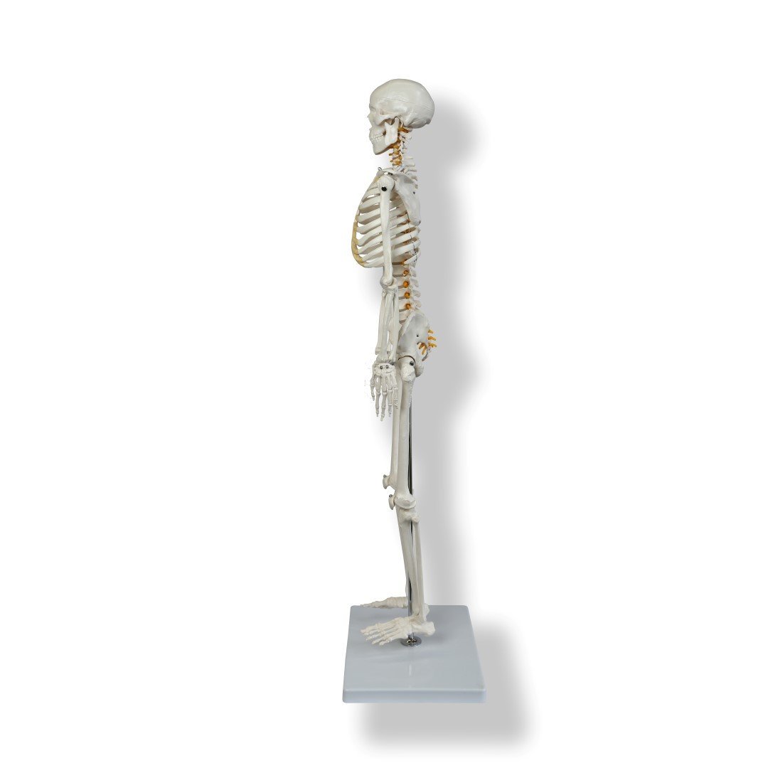 85cm Tall Anatomical Human Skeleton with Flexible Spine Model ...