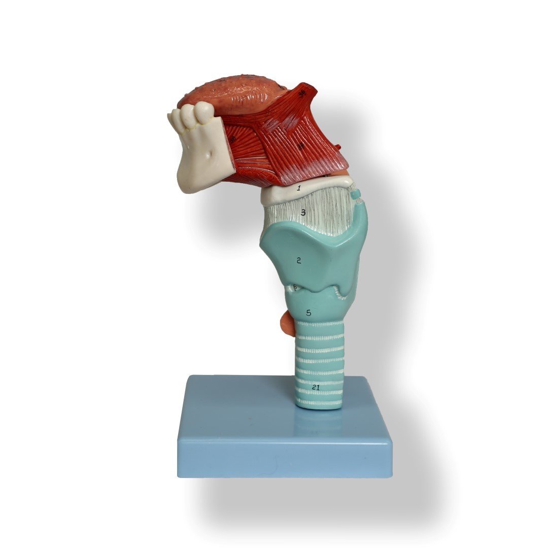 Anatomical Human Larynx with Tongue and Lower Jaw Model | Teeth Models ...